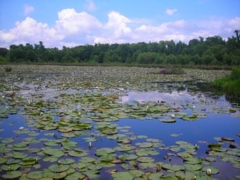 Gus Engeling Wildlife Management Area